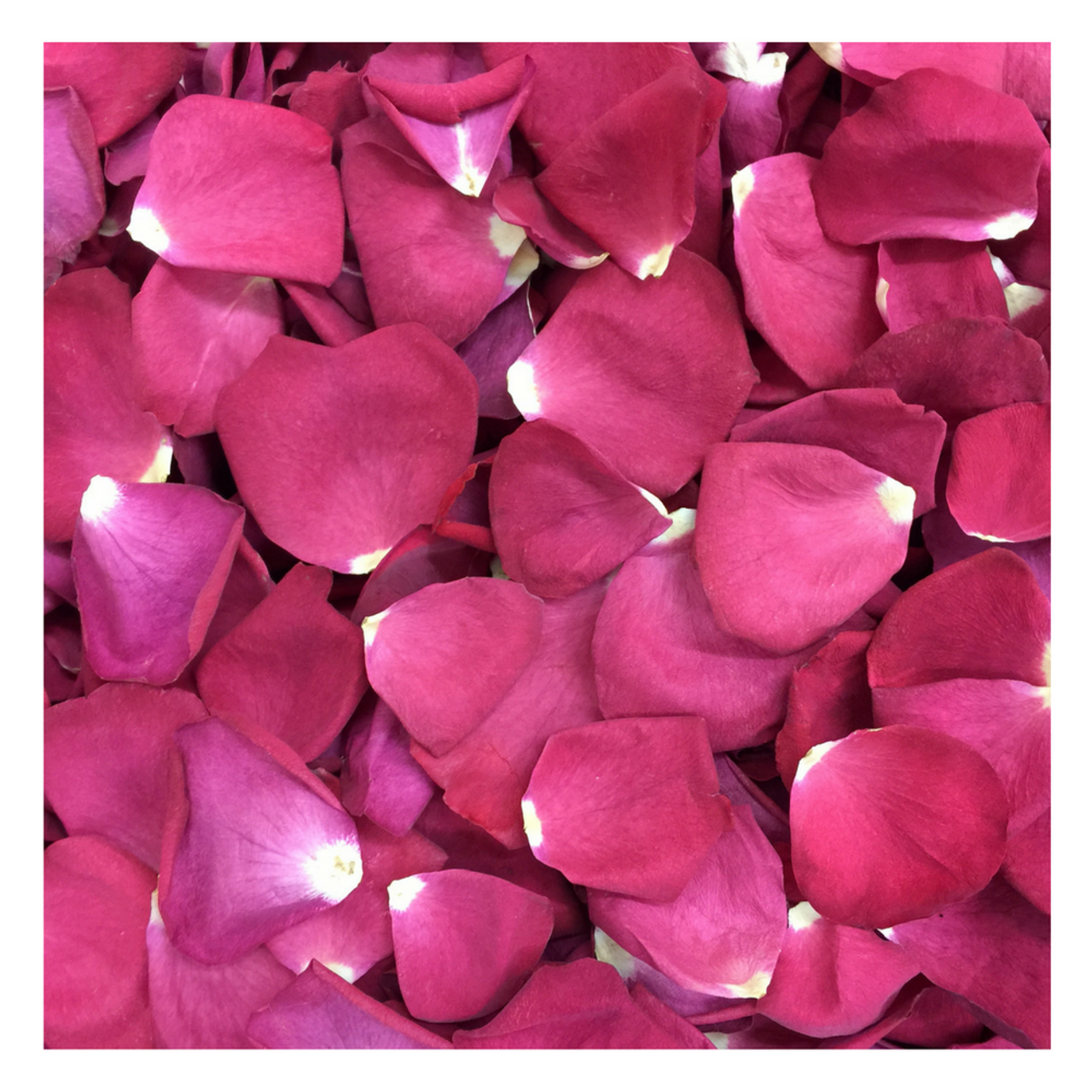 Rose Petals Wedding Petals Eco friendly Freeze Dried Petals rose-petals-wedding-petals-eco-friendly-freeze-dried-petals
