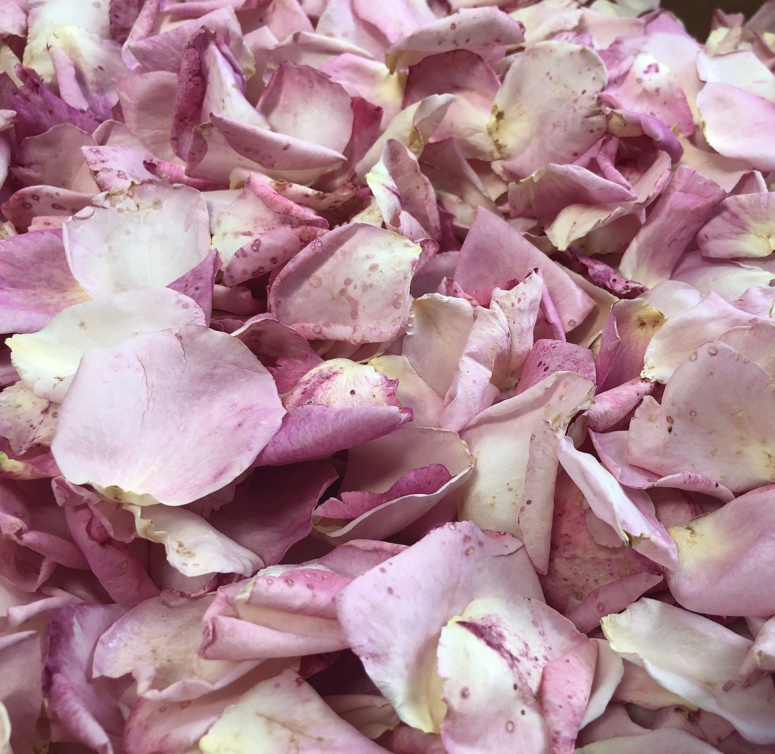 Real Rose Petals| Wedding Petals | Eco-friendly Freeze Dried Petals
