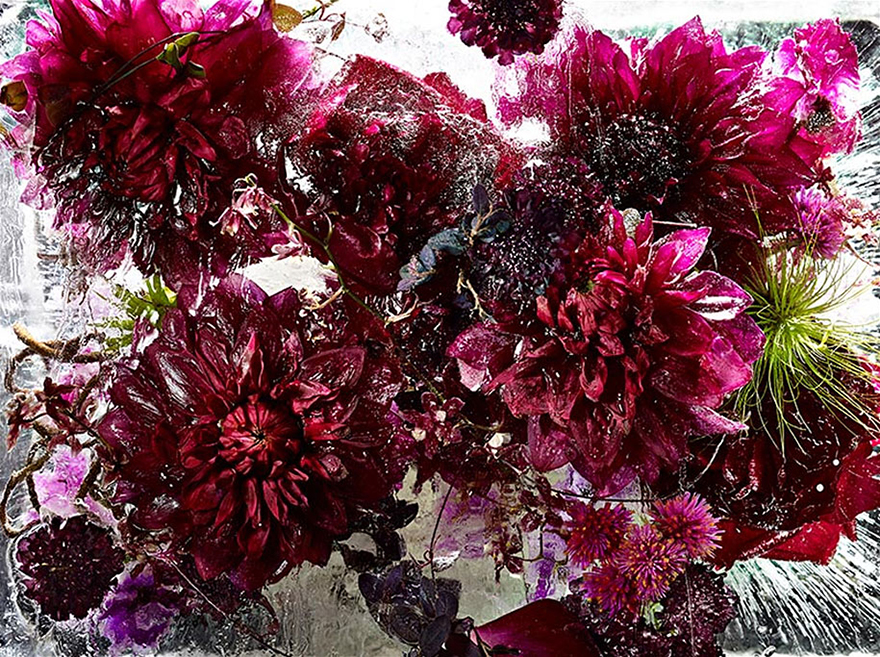 Frozen Flowers and DIY Frozen Flower Bowls - Flyboy Naturals, Inc