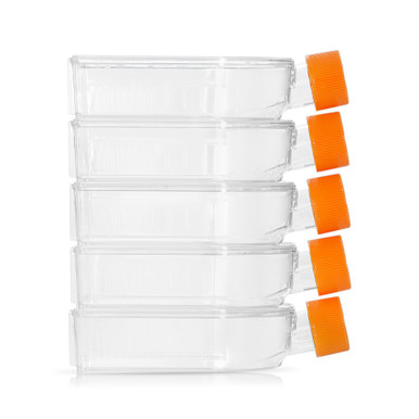 Mouse Mesenchymal Bone Marrow Stem Cell Undifferentiation Extracellular ...