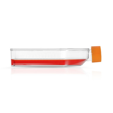 Human Oropharyngeal Normal Primary Cell Culture - T150 Plated Cells ...