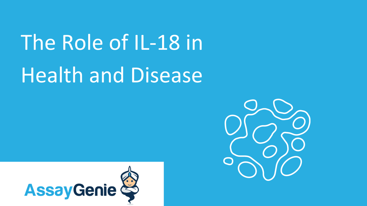 The role of IL-18 in health and disease - Assay Genie
