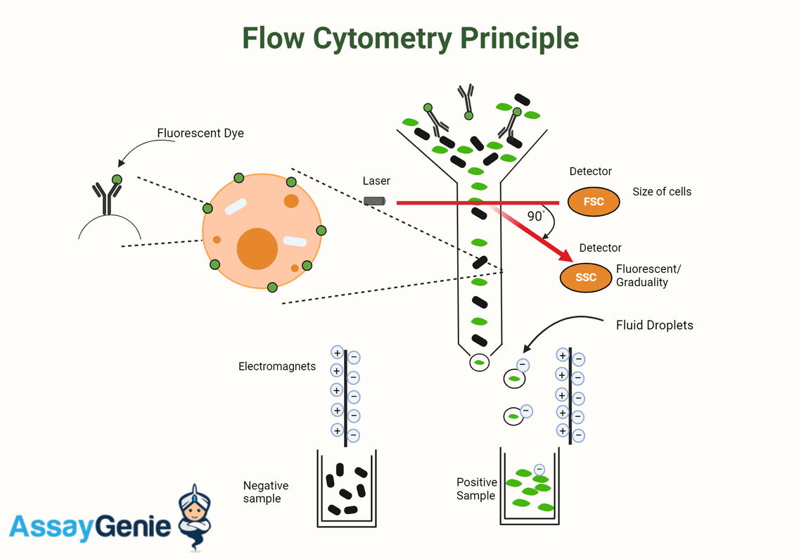 Data Analysis in Flow Cytometry: Harnessing Complexity for Scientific ...
