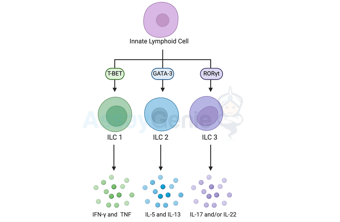 Innate Lymphoid Cells Differentiation Guardians Of Immune Homeostasis