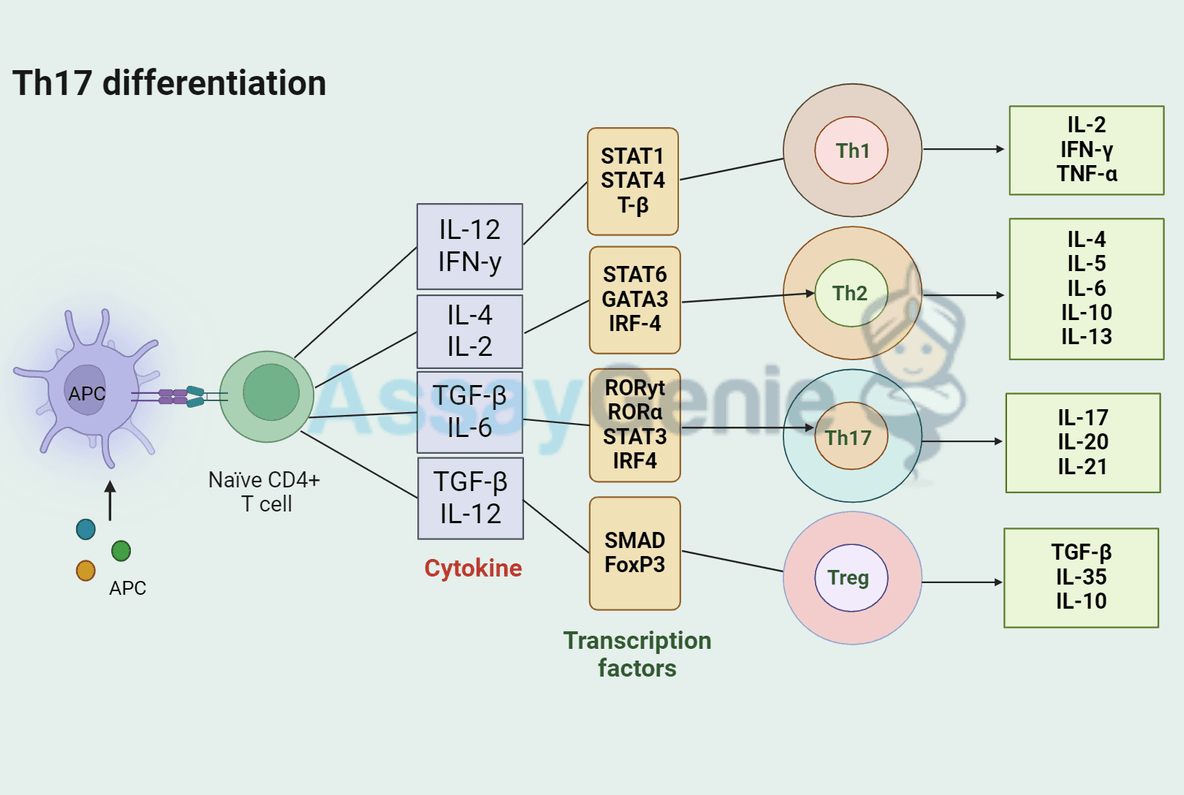 Th17 Cell Differentiation: Insights into Immunological Dynamics - Assay Genie