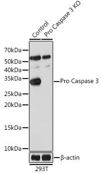 Active Caspase-3 Antibody - Human WB, ELISA | Assay Genie