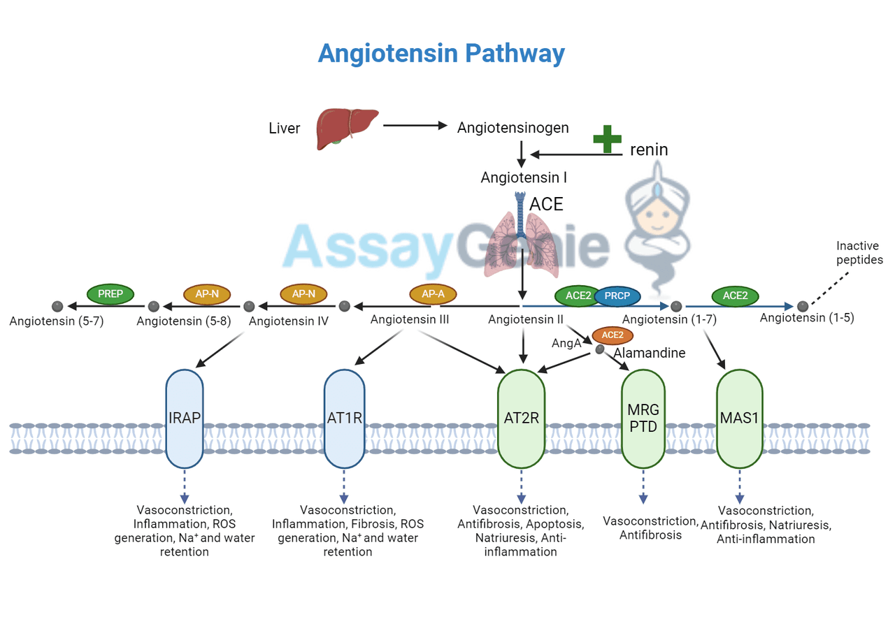 Angiotensin Pathways: Unlocking the Secrets to Blood Pressure ...