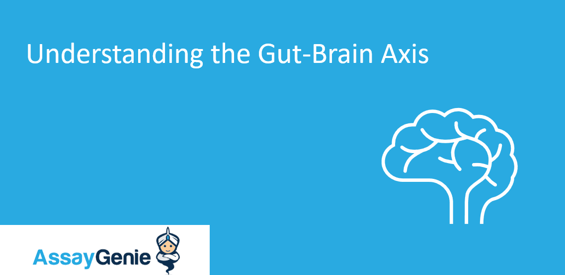 Understanding the Gut-Brain Axis - Assay Genie