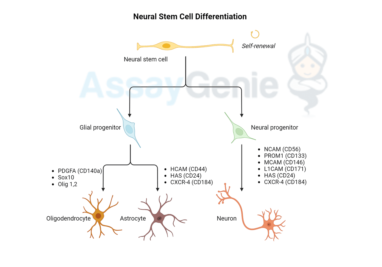 Neural Stem Cell Differentiation: Pathways and Lineage-Specific Markers ...