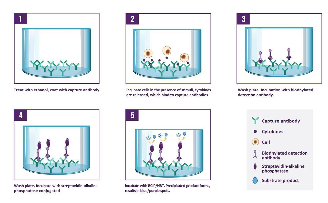 Human Fas Ligand ELISpot Kit - Assay Genie