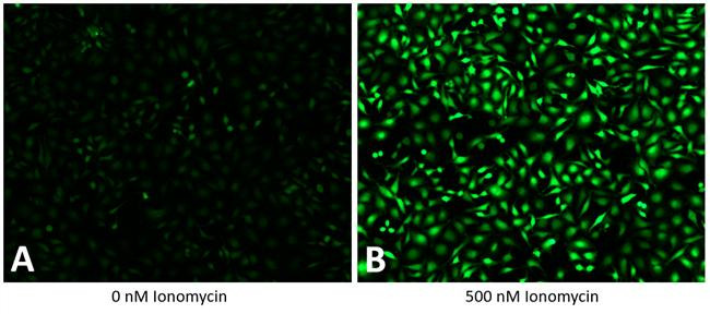GenieHTS JC-10 Mitochondrial Membrane Potential Assay Kit - Assay Genie