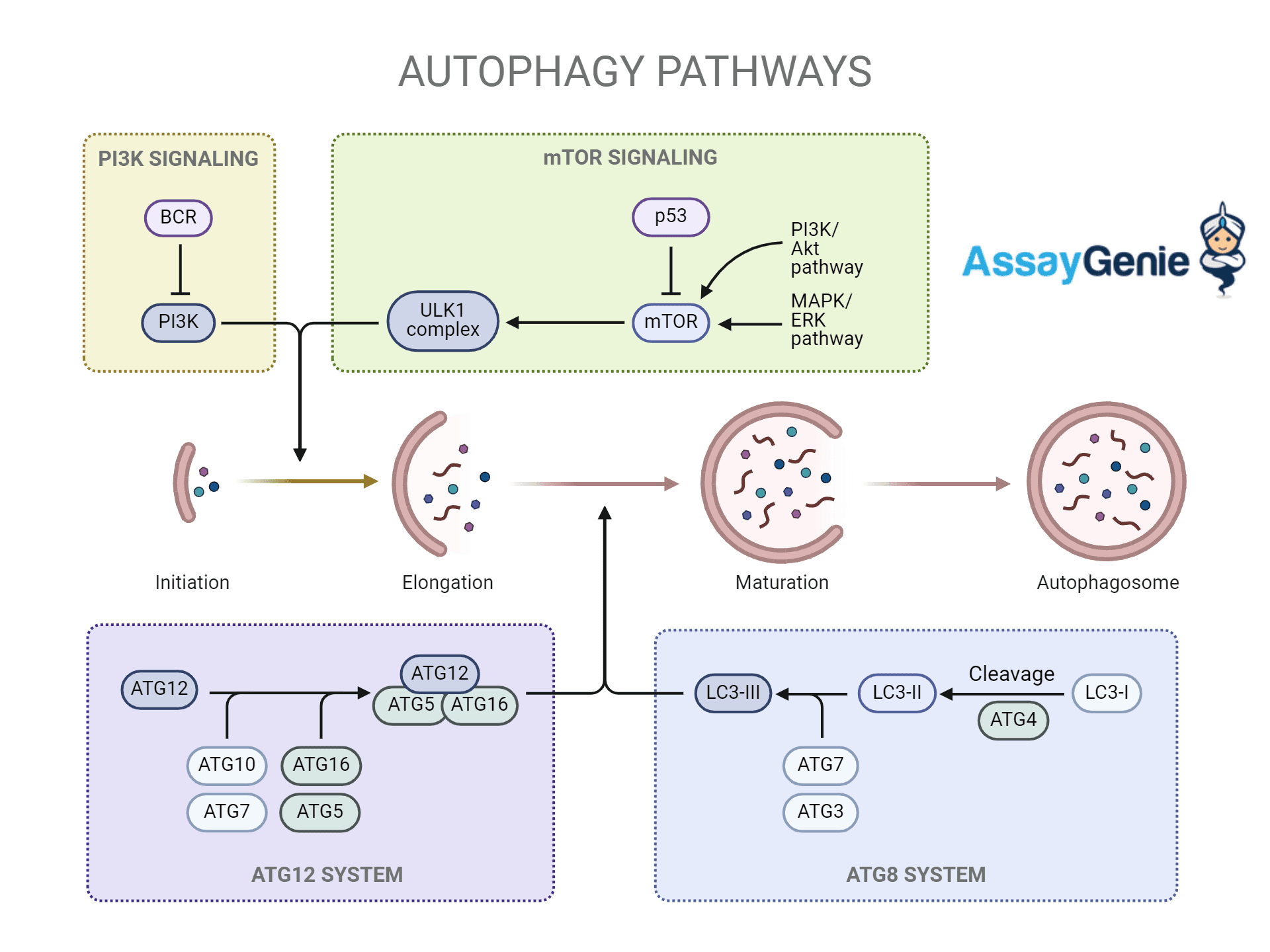Understanding the Autophagy Pathway: A Critical Process in Cellular Maintenance - Assay Genie