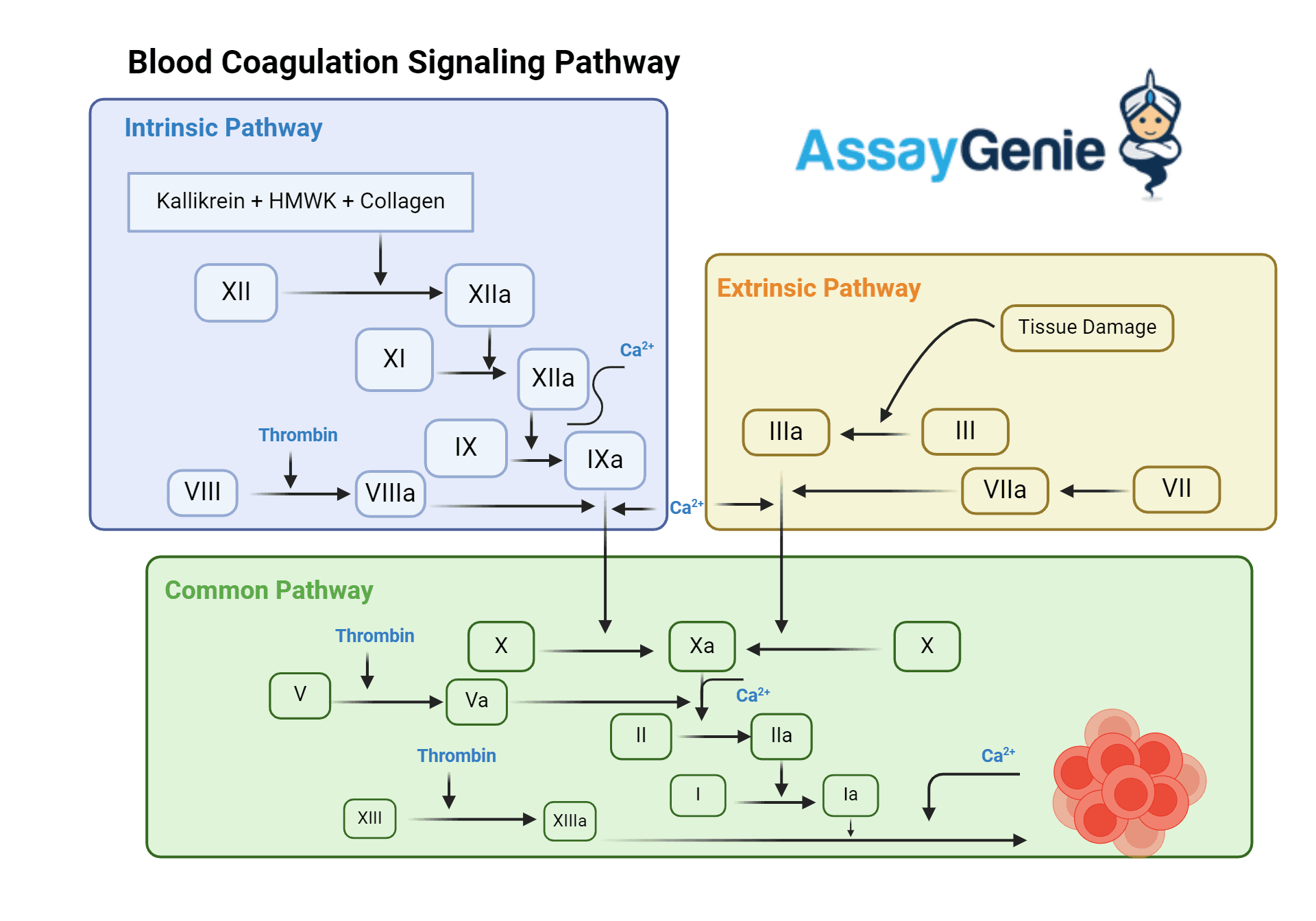 Blood Coagulation Signaling Pathways: A Critical Overview - Assay Genie