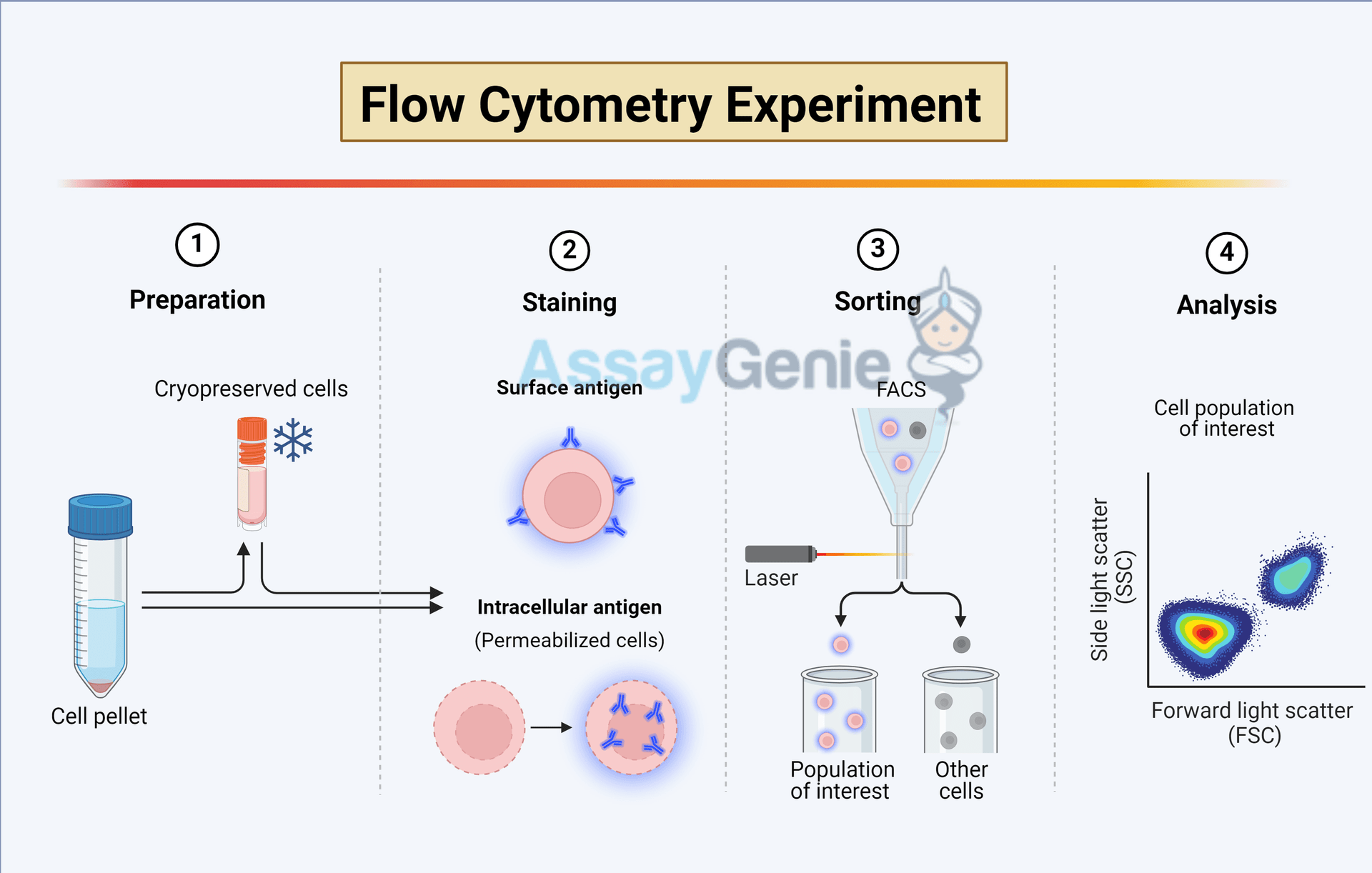 Navigating the Intricacies of Intracellular Flow Cytometry: Key ...