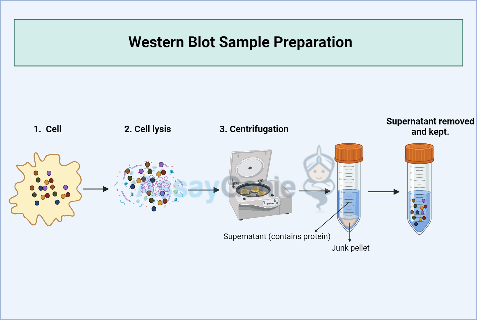 Guide to Western Blot Sample Preparation - Assay Genie