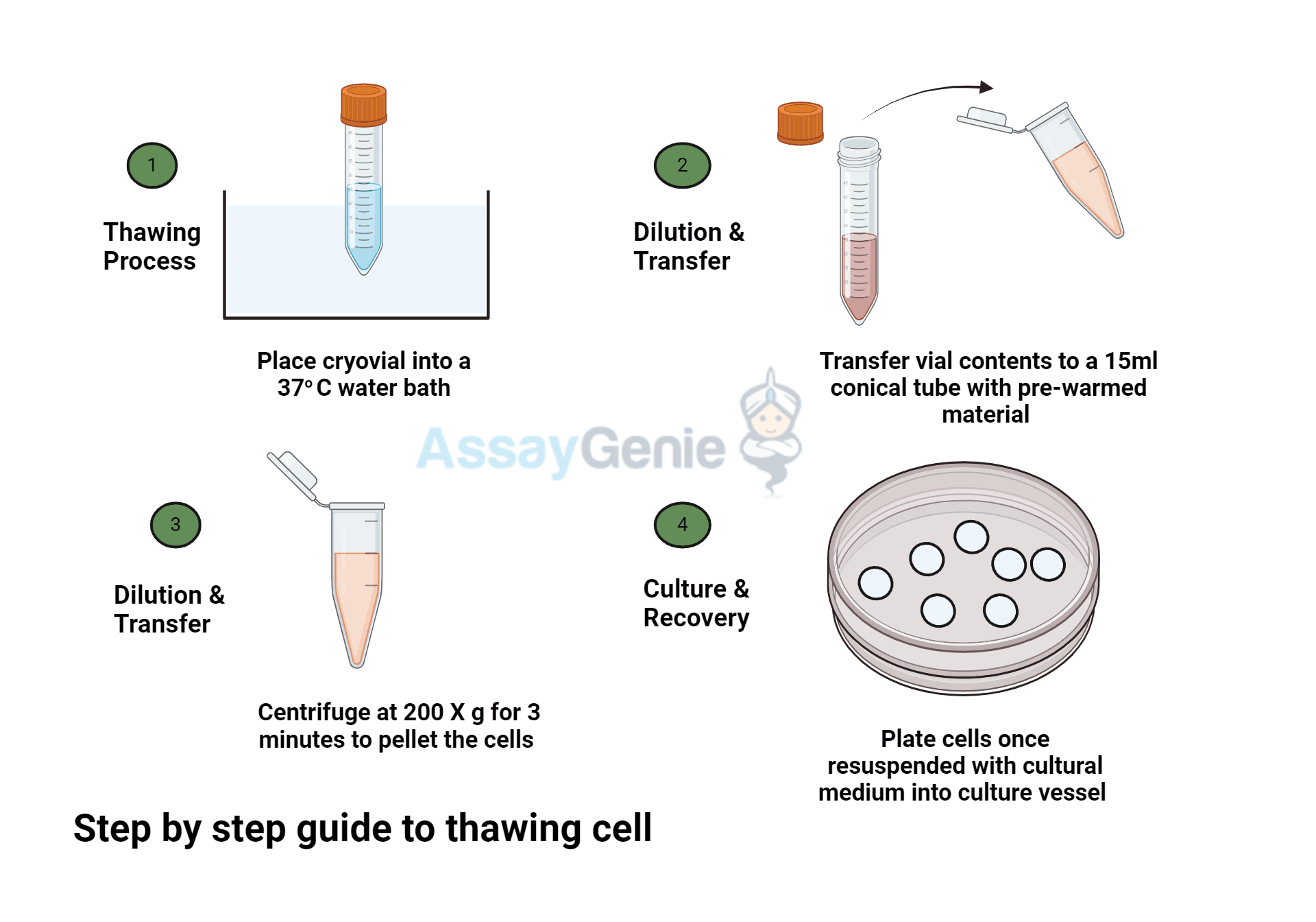 How to Thaw Cells: Best Practices for Cell Culture Success - Assay Genie