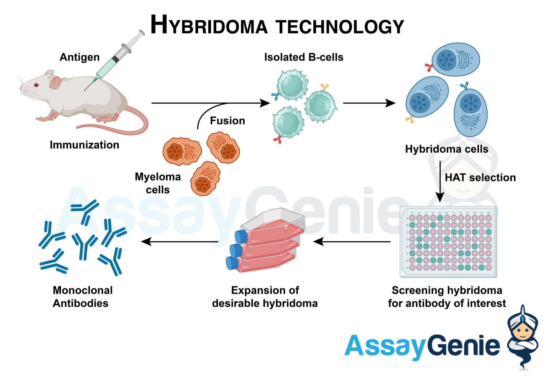 Hybridoma Technology: Revolutionizing Antibody Production - Assay Genie