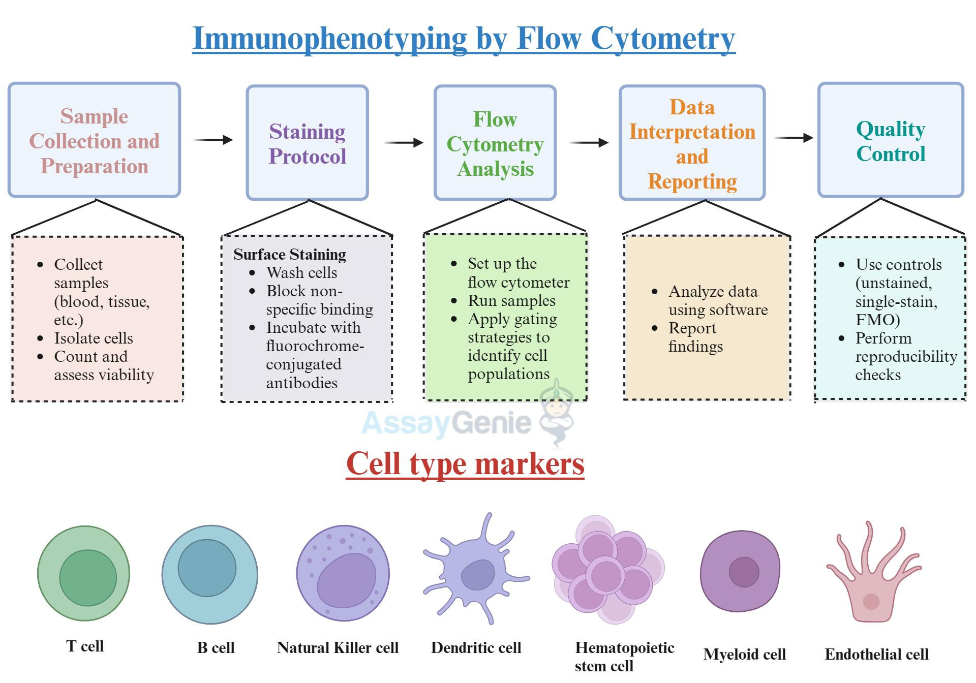 Immunophenotyping by Flow Cytometry and Cell Type Markers - Assay Genie