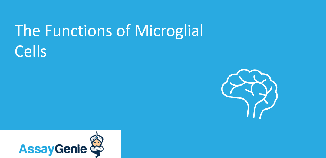 The Functions of Microglial Cells & Their Role in Neurodegenerative ...