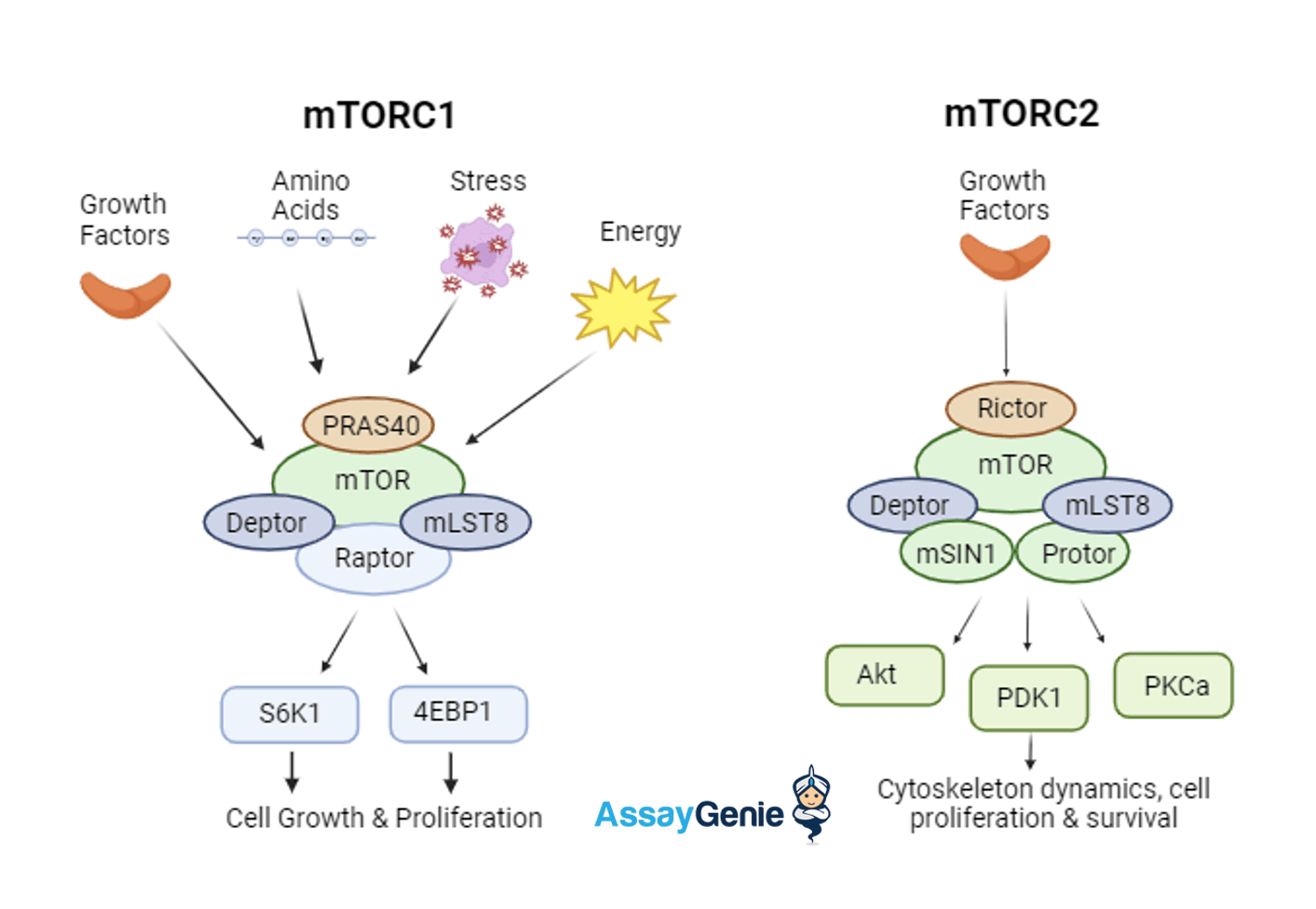 Understanding the mTOR Signaling Pathway: A Key Player in Cell Growth ...
