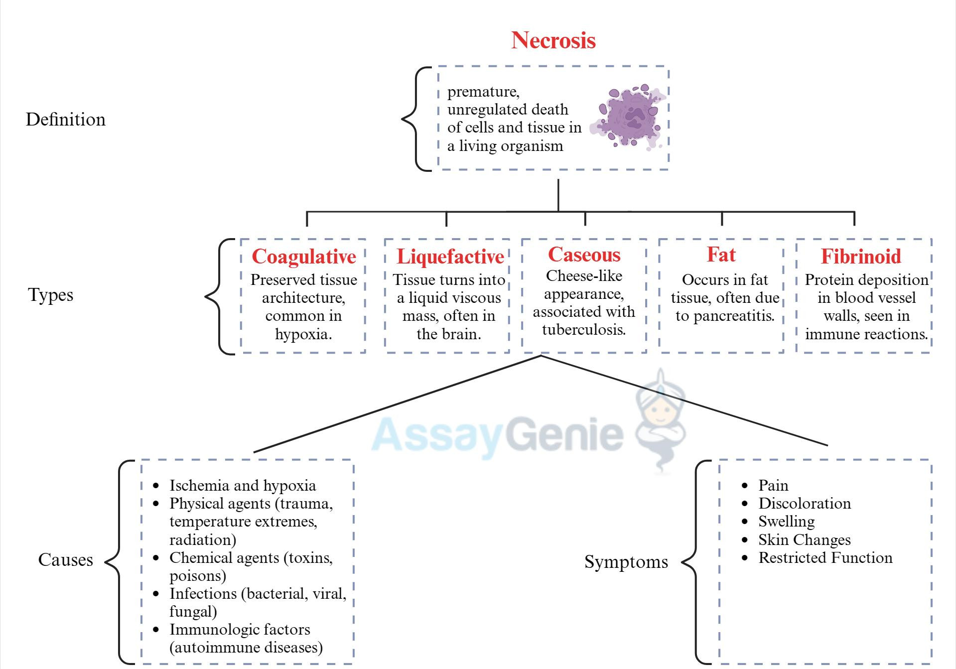 An Insight Into Necrosis- Causative Effects And Methods Of Prevention ...