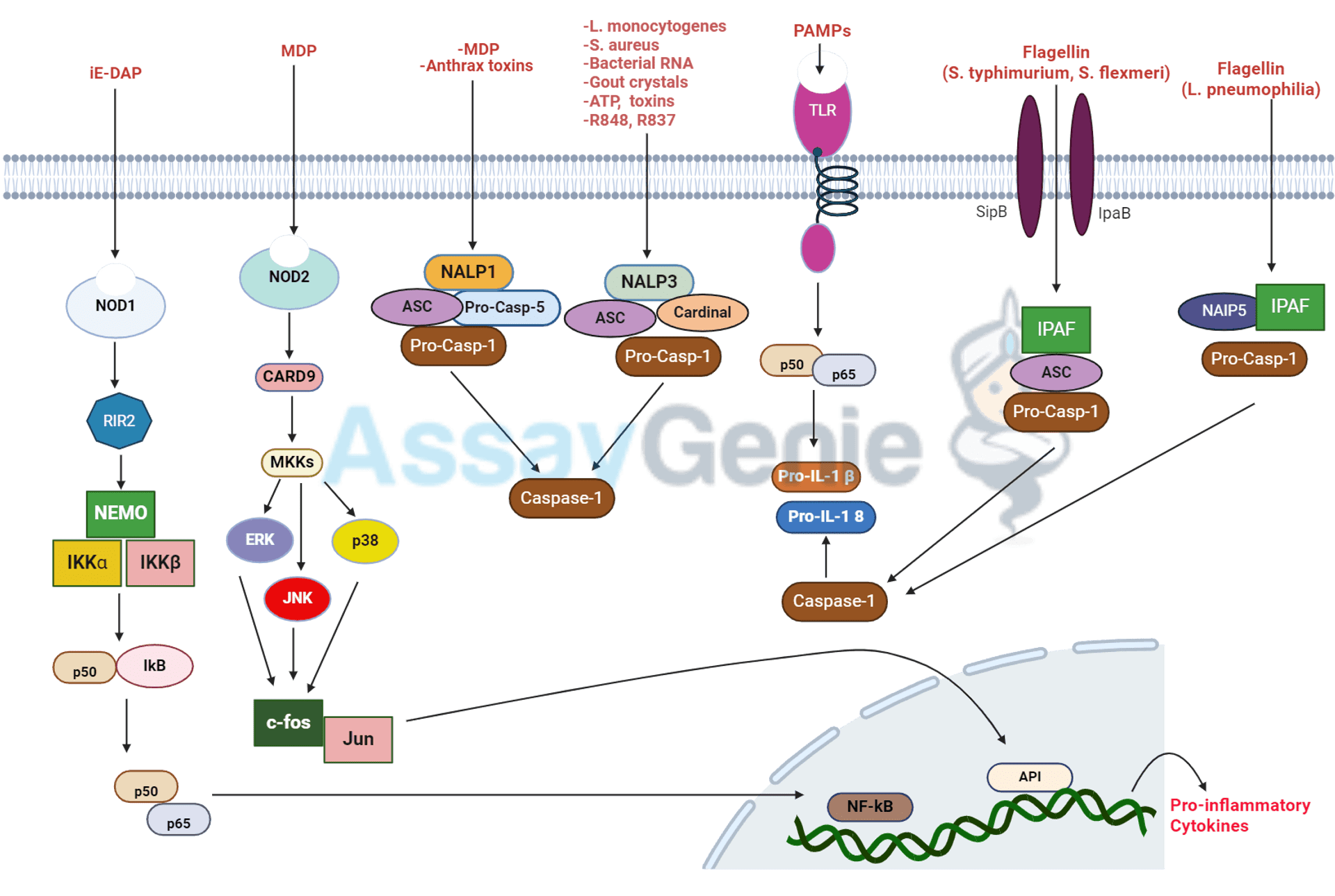 Nod-Like Receptor Signaling Pathway: A Keystone in Innate Immunity - Assay Genie