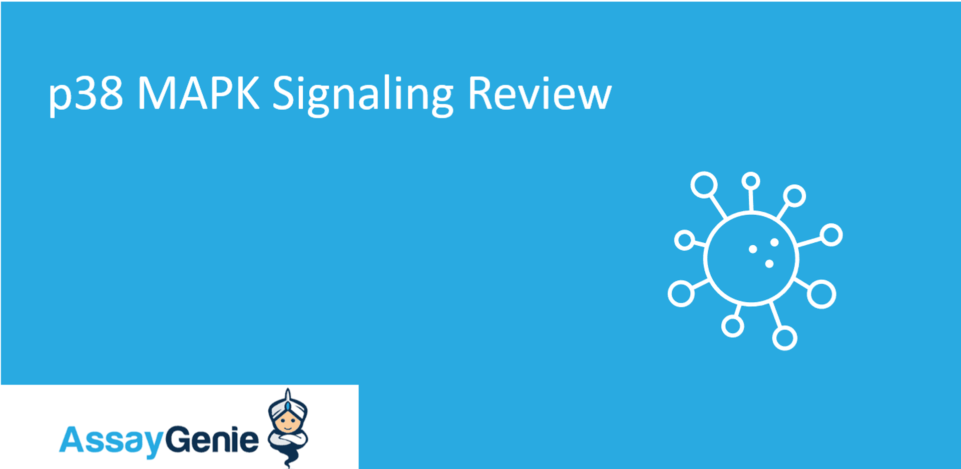 Insulin Signaling and RTK: An Overview - Assay Genie