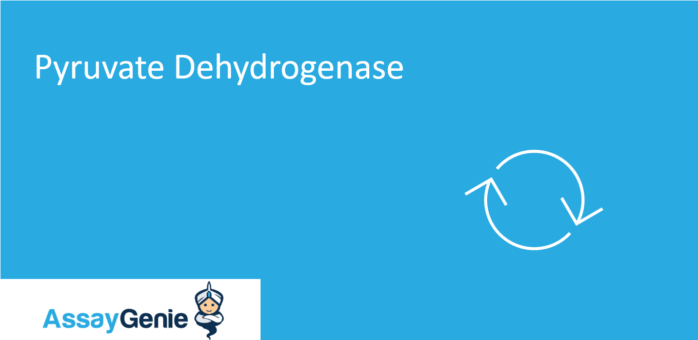 Pyruvate dehydrogenase (PDH) - Assay Genie