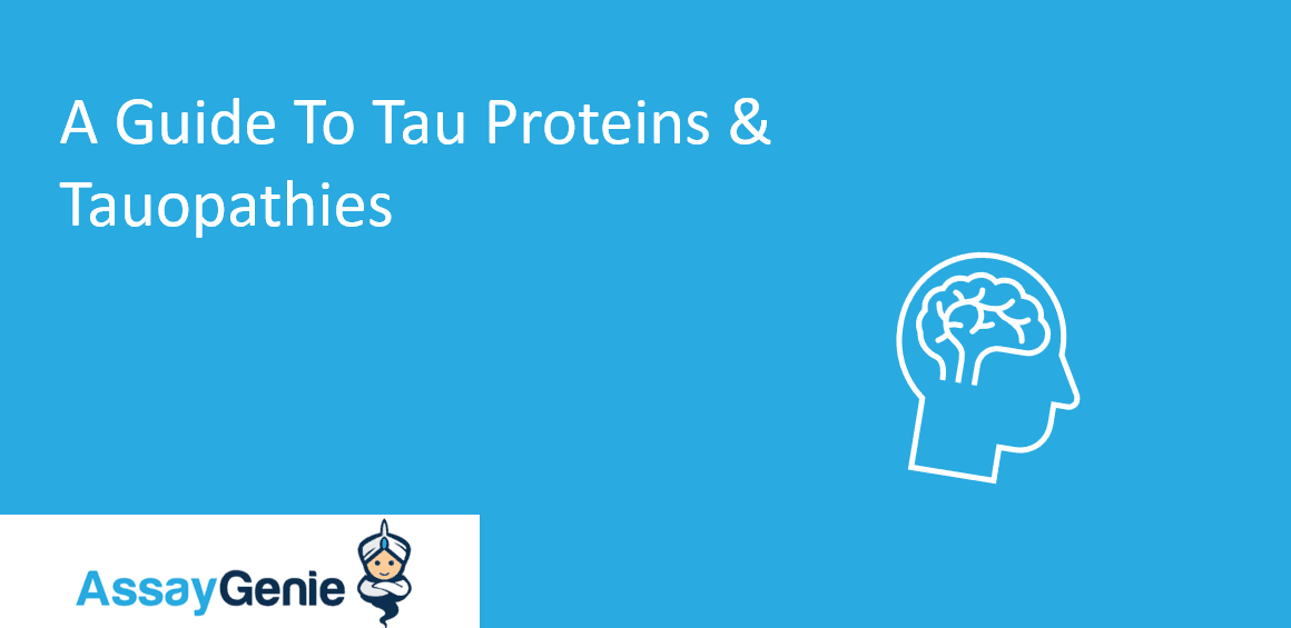 A Guide To Tau Proteins & Tauopathies - Assay Genie