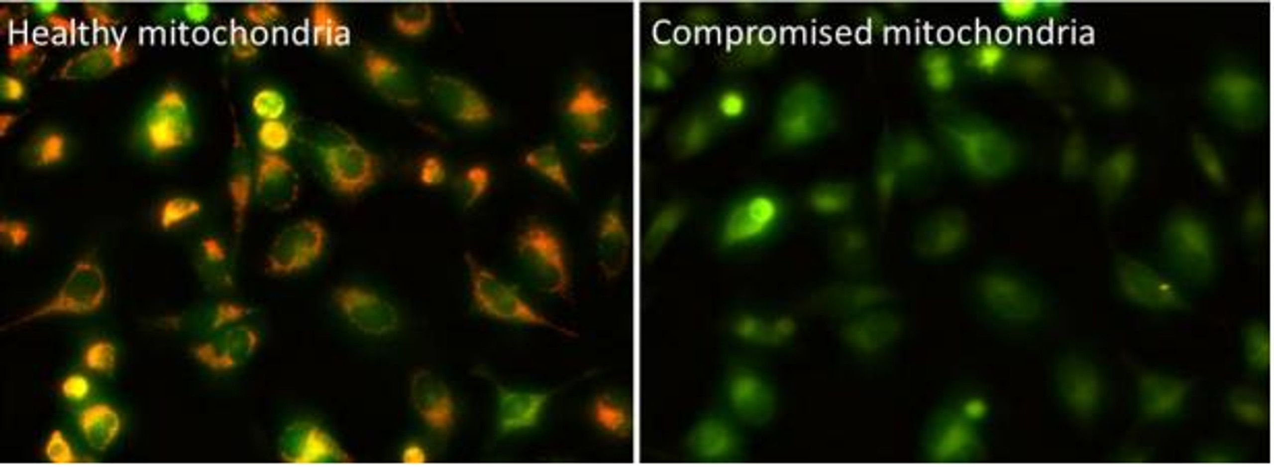 Mitochondrial Membrane Potential Assay Kit (with JC-1) (AKES067) | Assay Genie