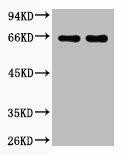 Bovine serum albumin (BSA) ELISA Kit (BOFI00128)
