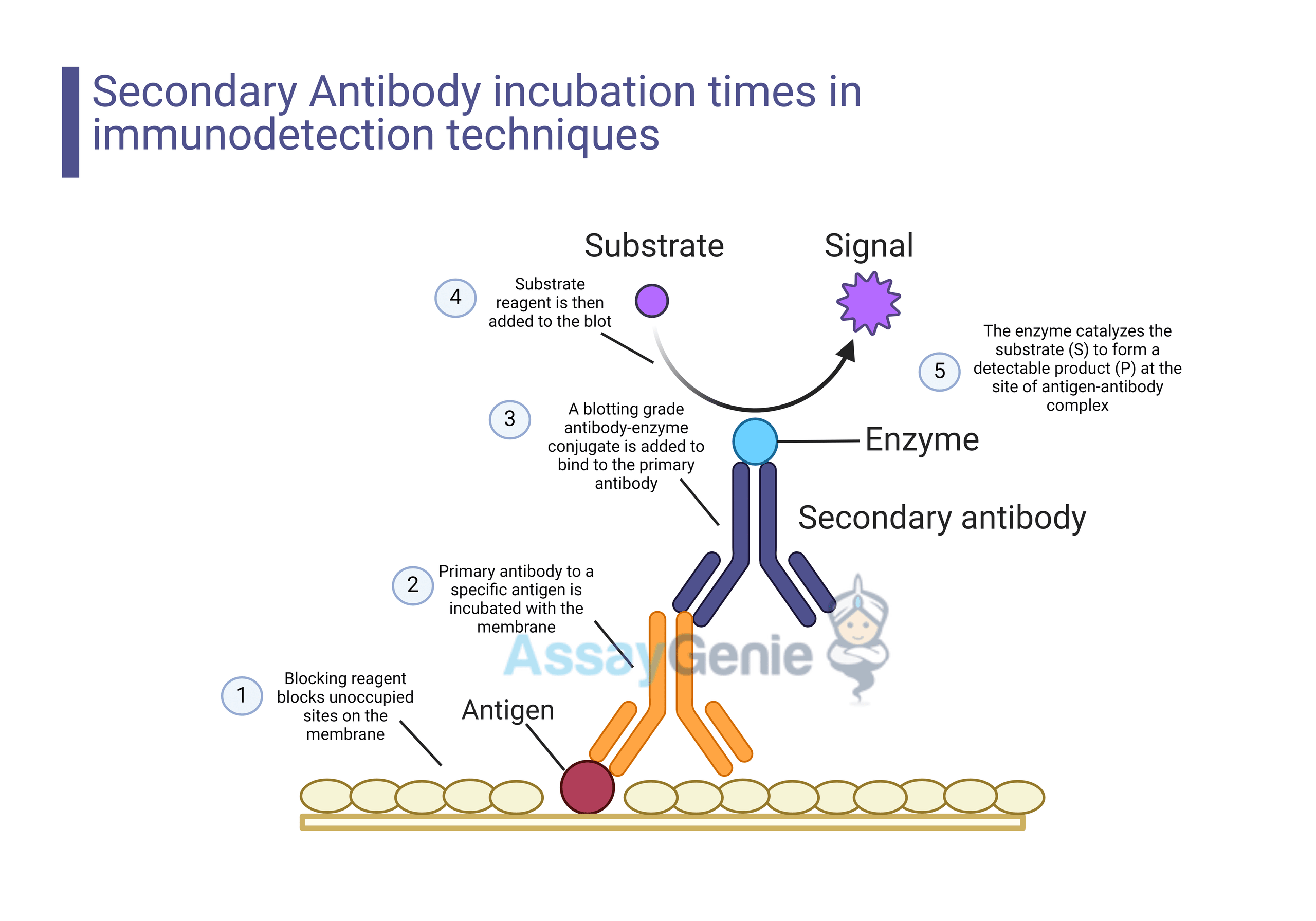 The Strategic Role of Secondary Antibody Incubation Times in Immunodetection Techniques - Assay ...