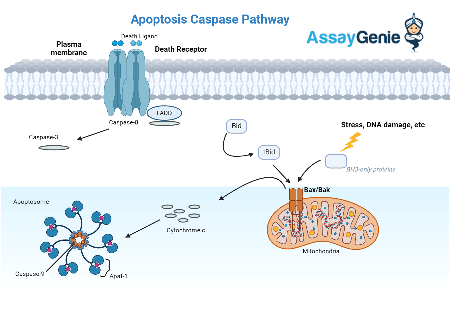 Apoptosis Caspase Pathways: A Closer Look at Cellular Suicide - Assay Genie