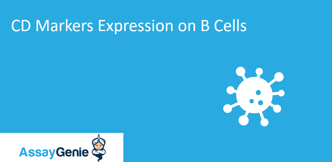 CD Markers Expression on B Cells - Assay Genie