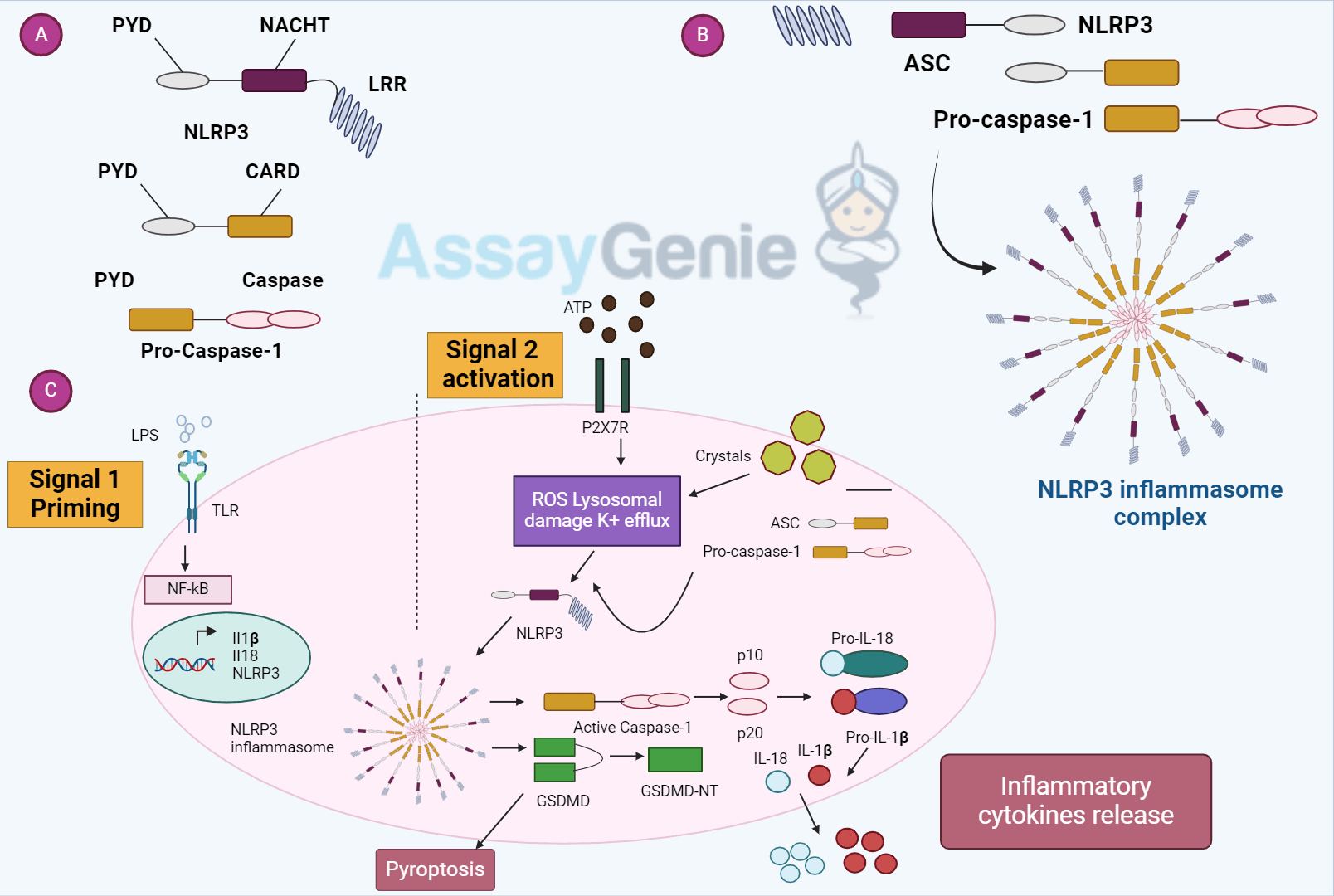 Understanding Platelet Activation: A Comprehensive Overview - Assay Genie