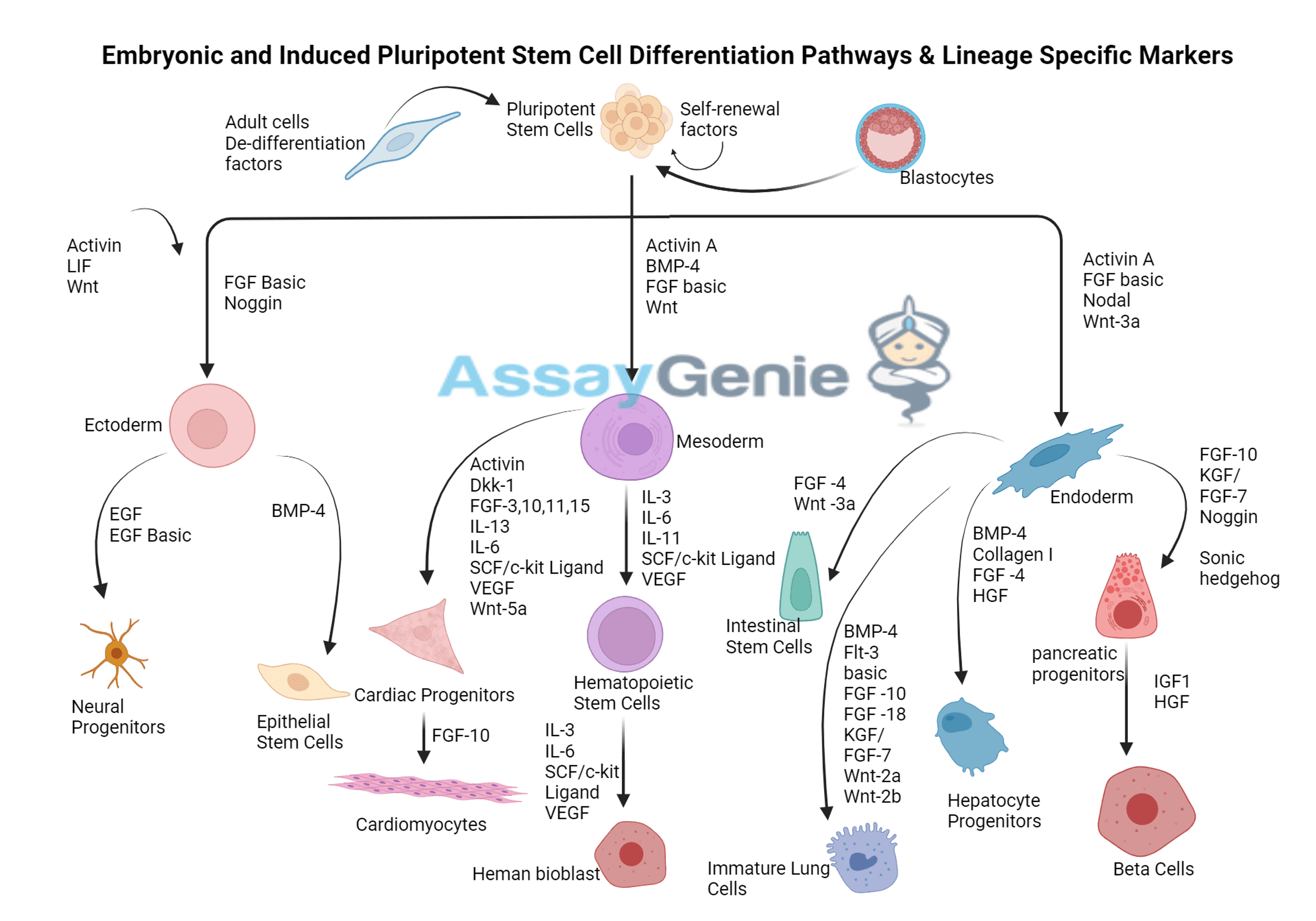 Embryonic Induced Pluripotent Stem Cell Differentiation Pathways And Lineage Specific Markers