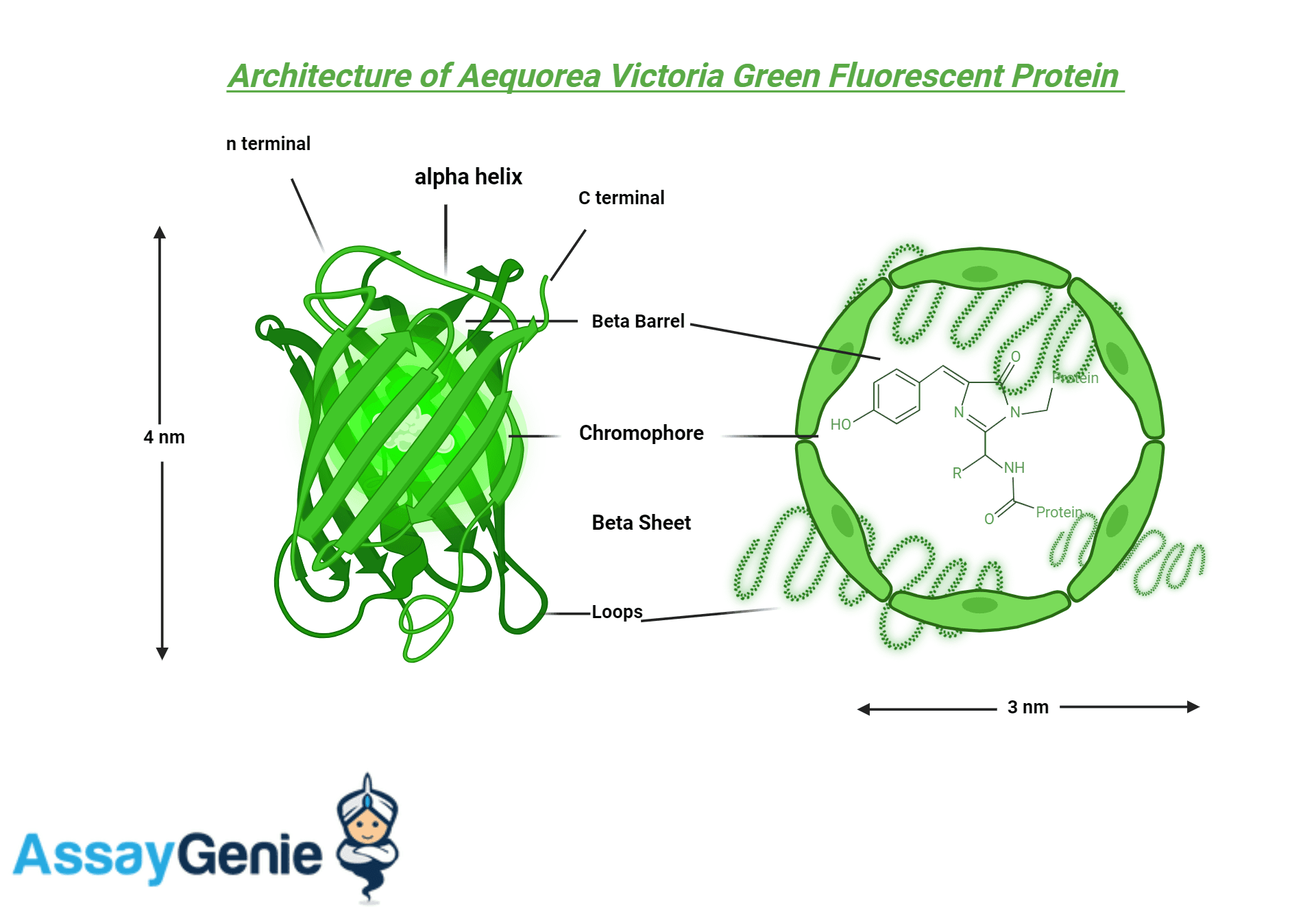 Choosing a Fluorescent Protein: A Comprehensive Guide - Assay Genie