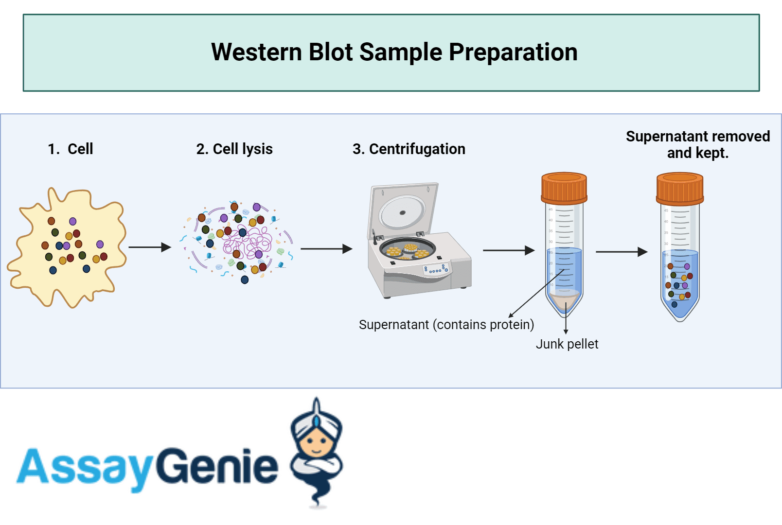 Guide to Western Blot Sample Preparation - Assay Genie