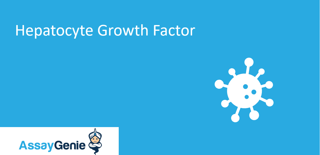 Hepatocyte growth factor (HGF) - Assay Genie