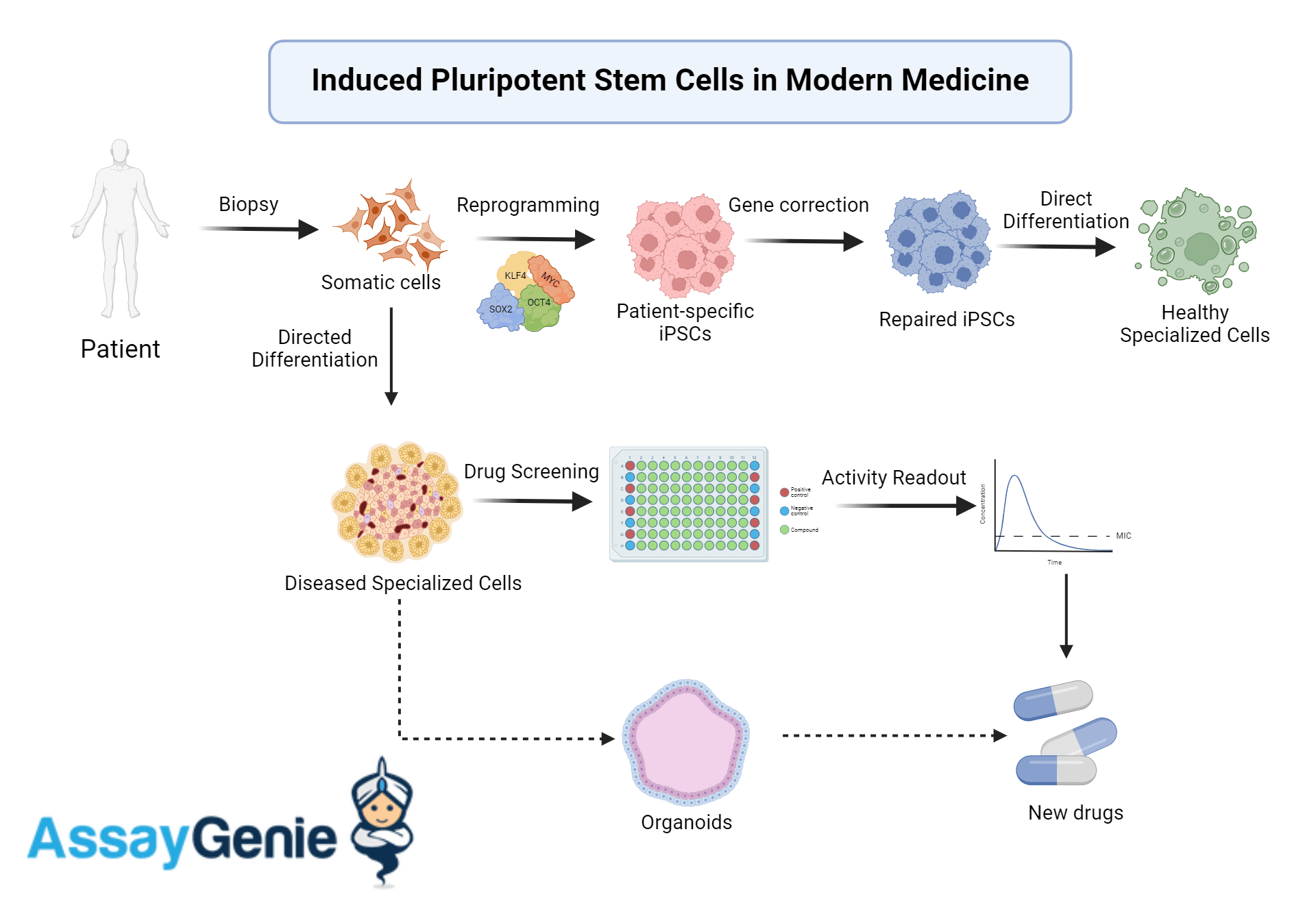 The Transformative Era of Induced Pluripotent Stem Cells in Modern ...