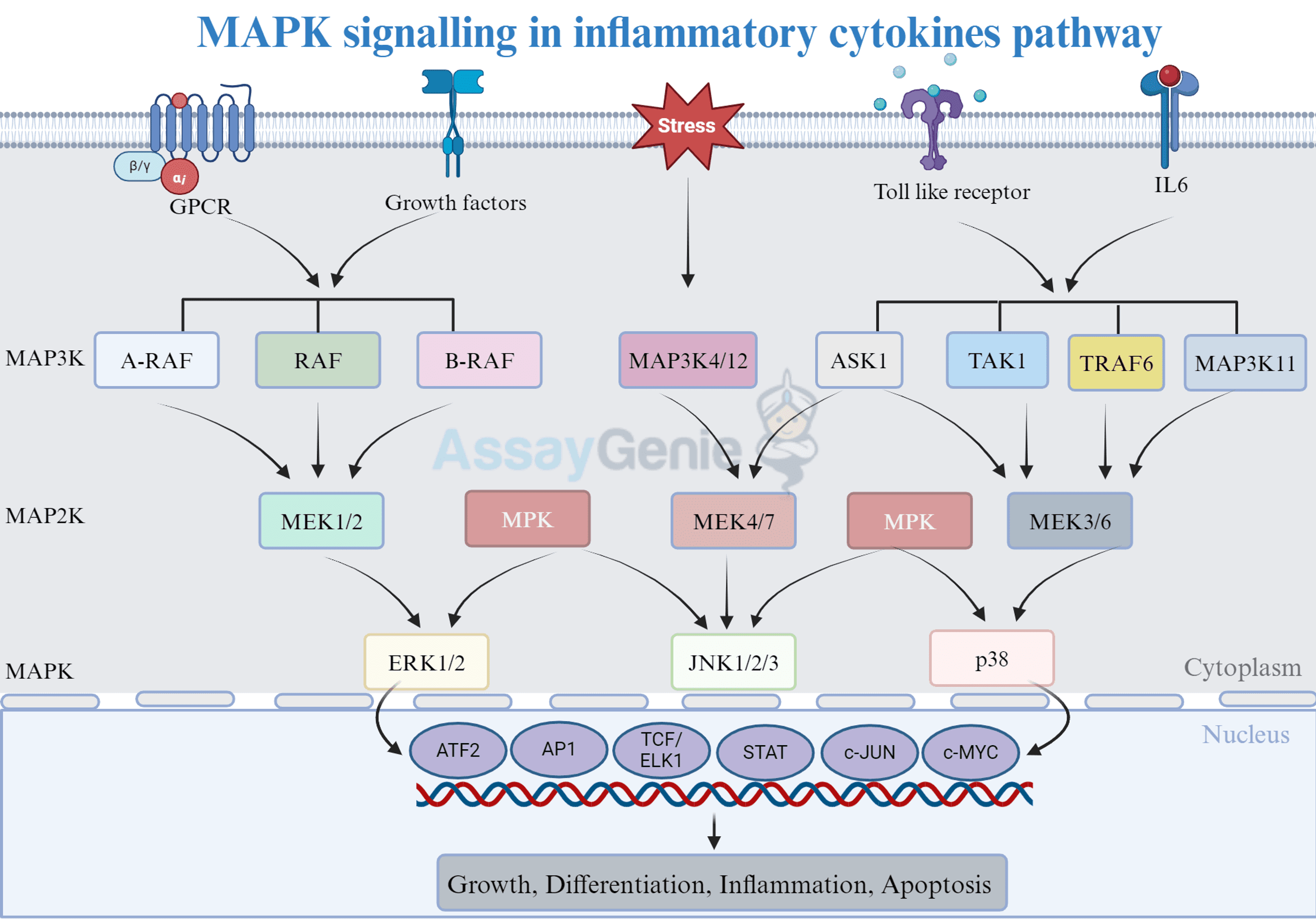 MAPK Signaling in Inflammatory Cytokines Pathways - Assay Genie