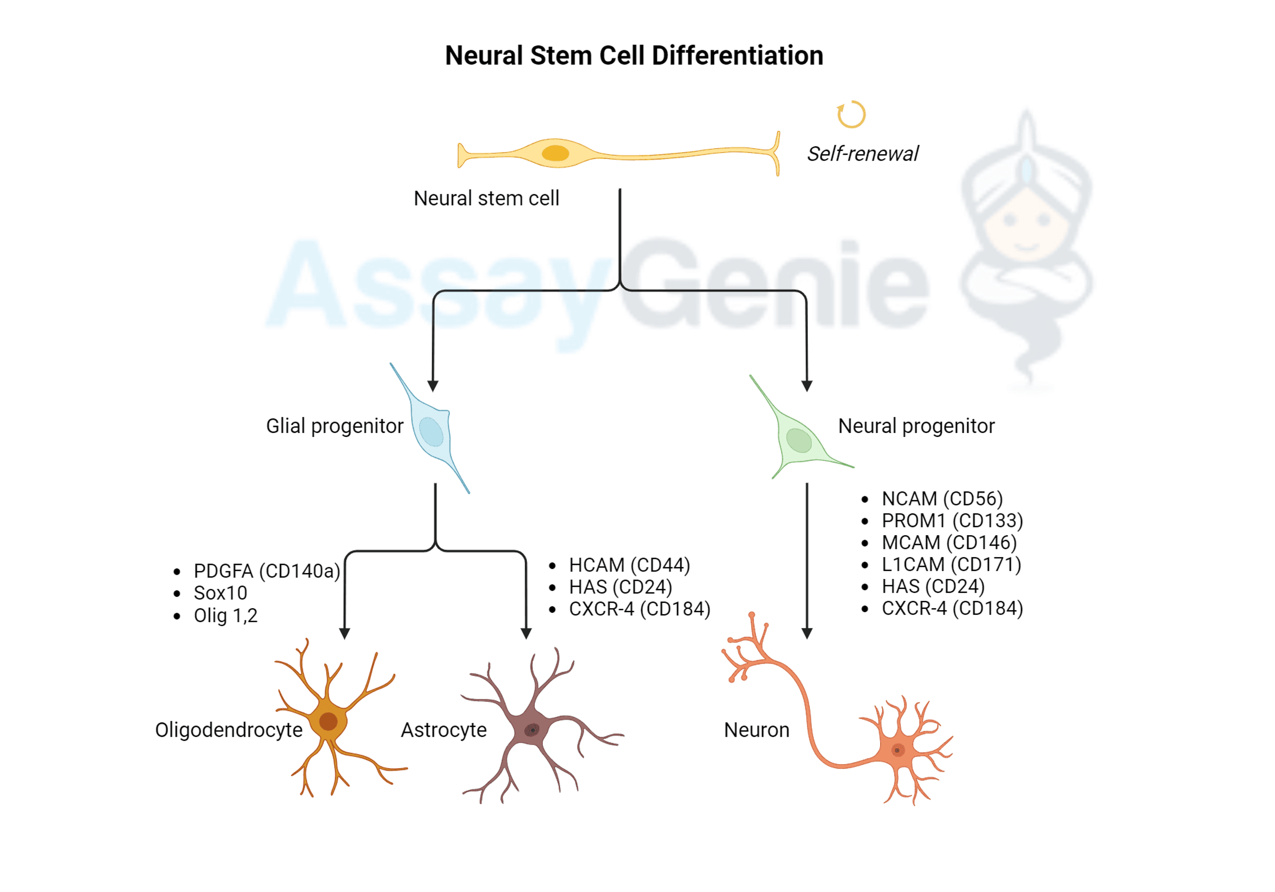 Neural Stem Cell Differentiation: Pathways and Lineage-Specific Markers ... Neural Stem Cell Differentiation: Pathways and Lineage-Specific Markers ...