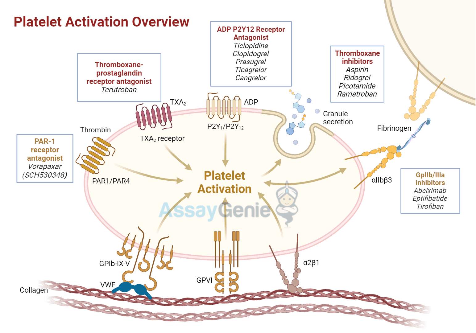 Understanding Platelet Activation: A Comprehensive Overview - Assay Genie