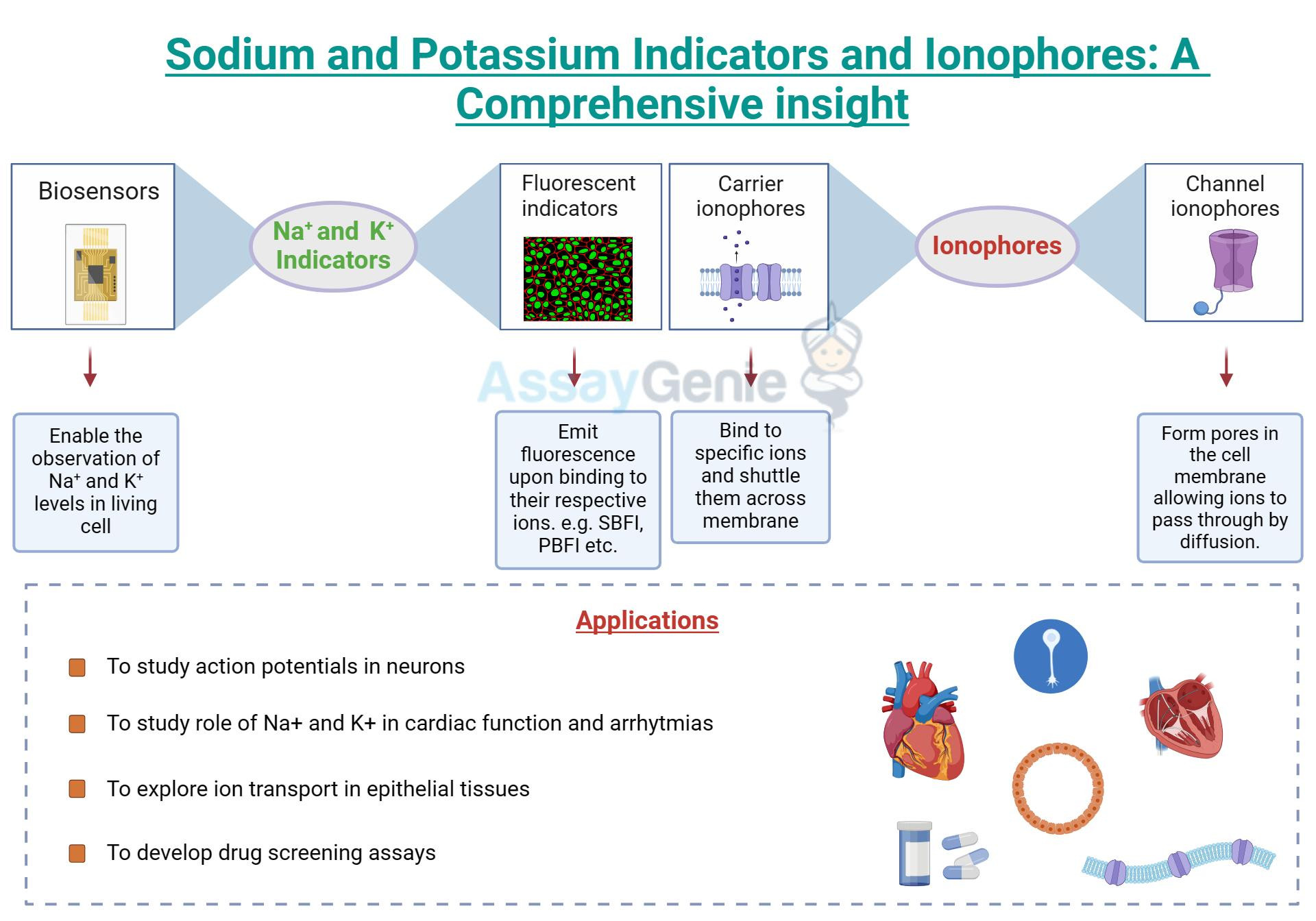 Sodium and Potassium Indicators and Ionophores: A Comprehensive Insight ...