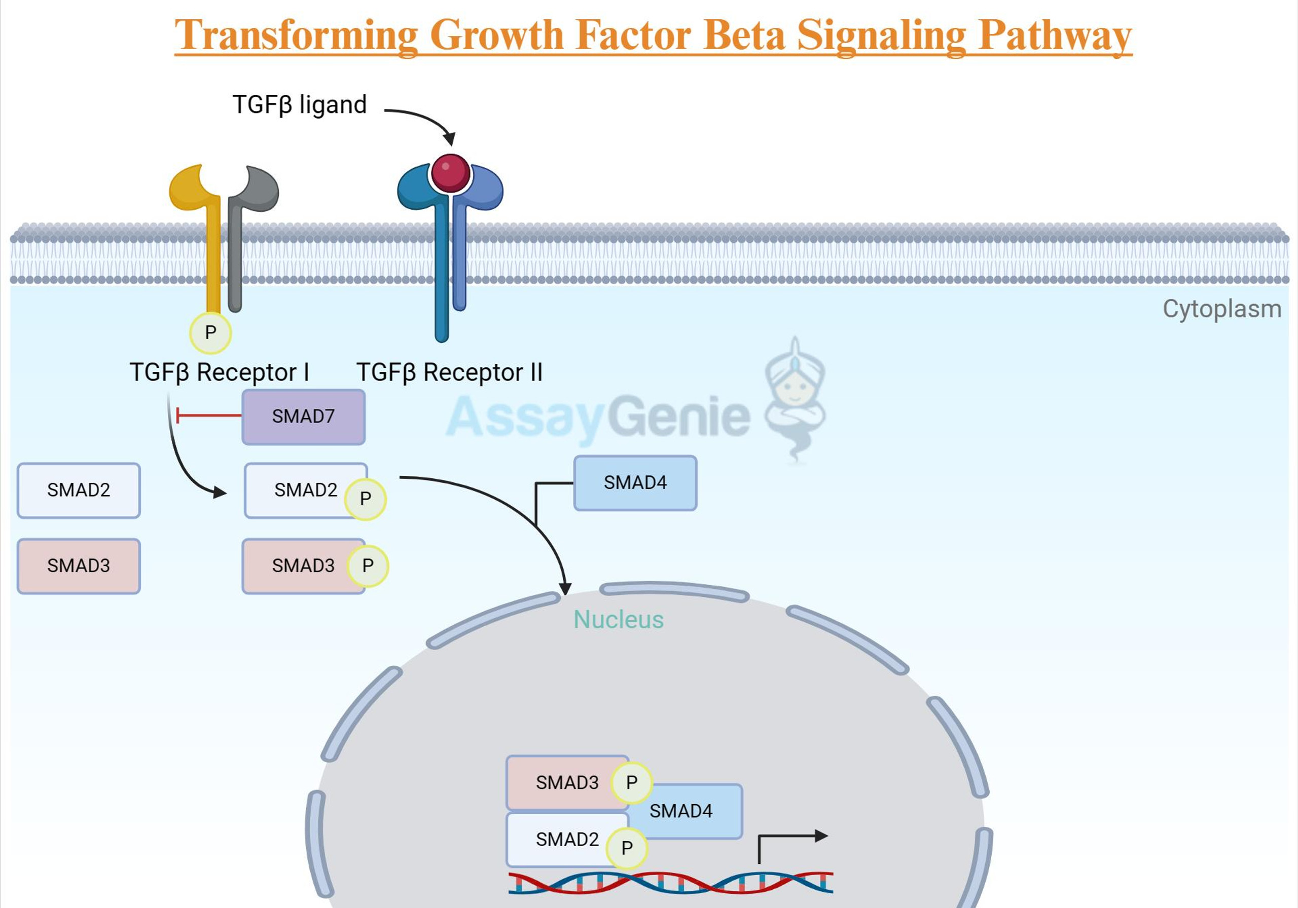 Deciphering the Intricacies of TGF-Beta Signaling Pathway - Assay Genie