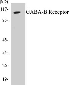 GABA Assay Kit - Colorimetric (MAES0202)