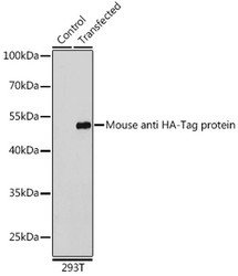 Protein Tags | Optimized for Research