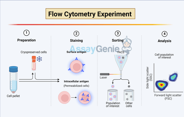 Navigating the Intricacies of Intracellular Flow Cytometry: Key Considerations - Assay Genie