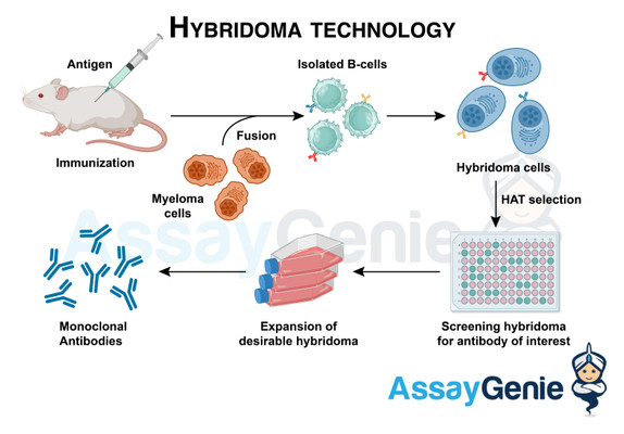 Hybridoma Technology: Revolutionizing Antibody Production - Assay Genie