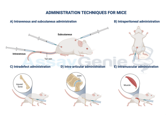 Mouse Injection Guide (Subcutaneous, Instramuscular & Intraperitonael ...